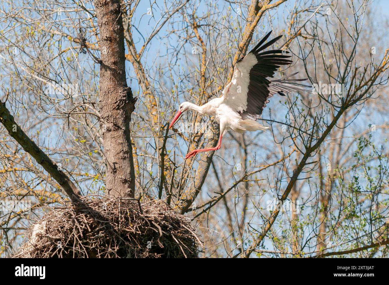 Capture of a white stork meticulously descending onto its nest amidst ...