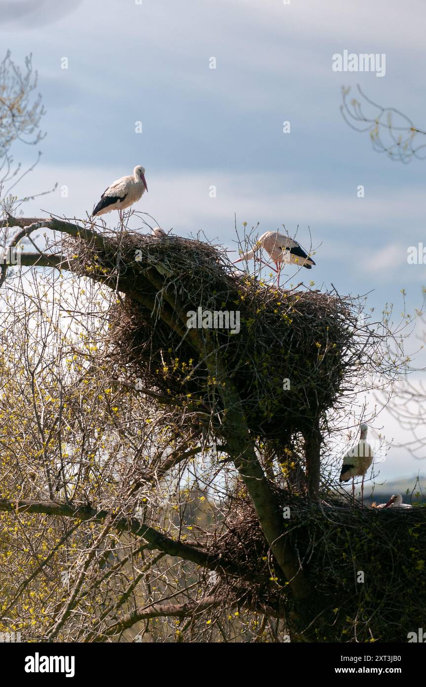 This image captures a serene scene of storks nesting atop a leafy tree ...