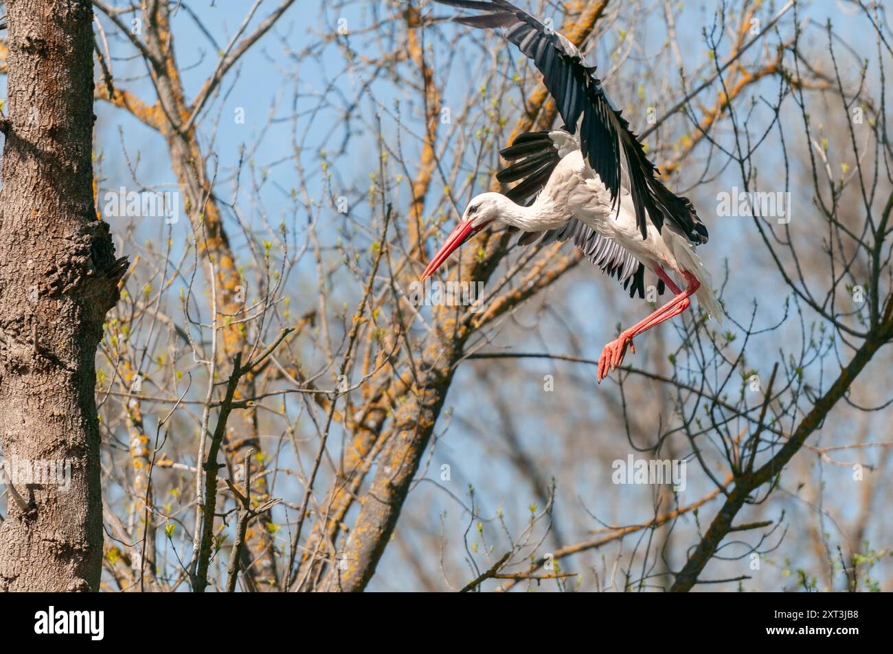 A majestic white stork with black wingtips is captured in the act of ...