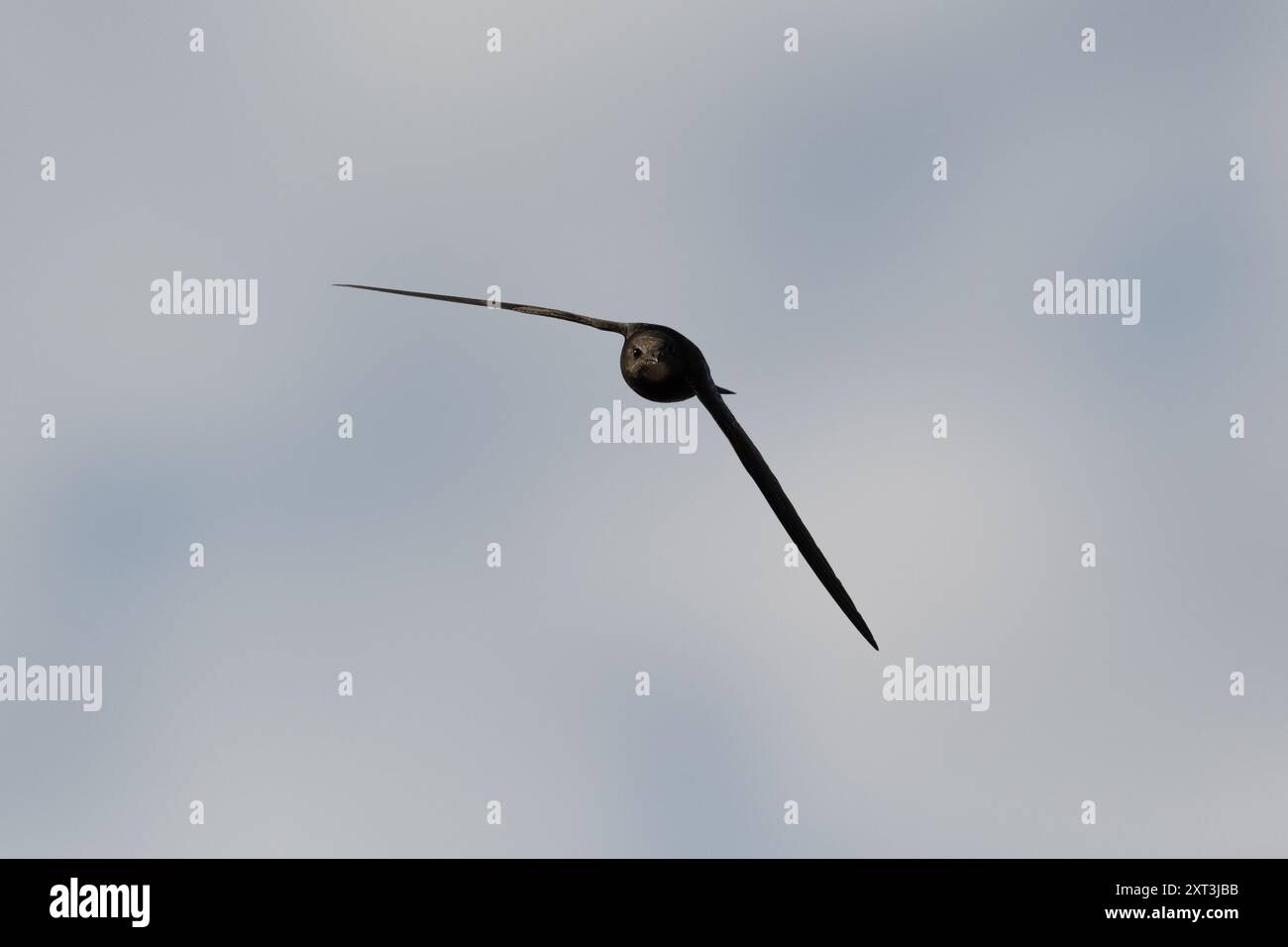 A swift bird glides gracefully through a bright, cloudless sky ...
