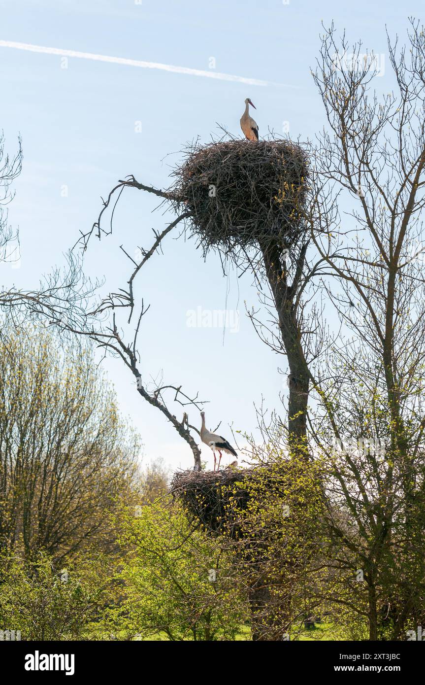Gracefully on slender branches hi-res stock photography and images - Alamy