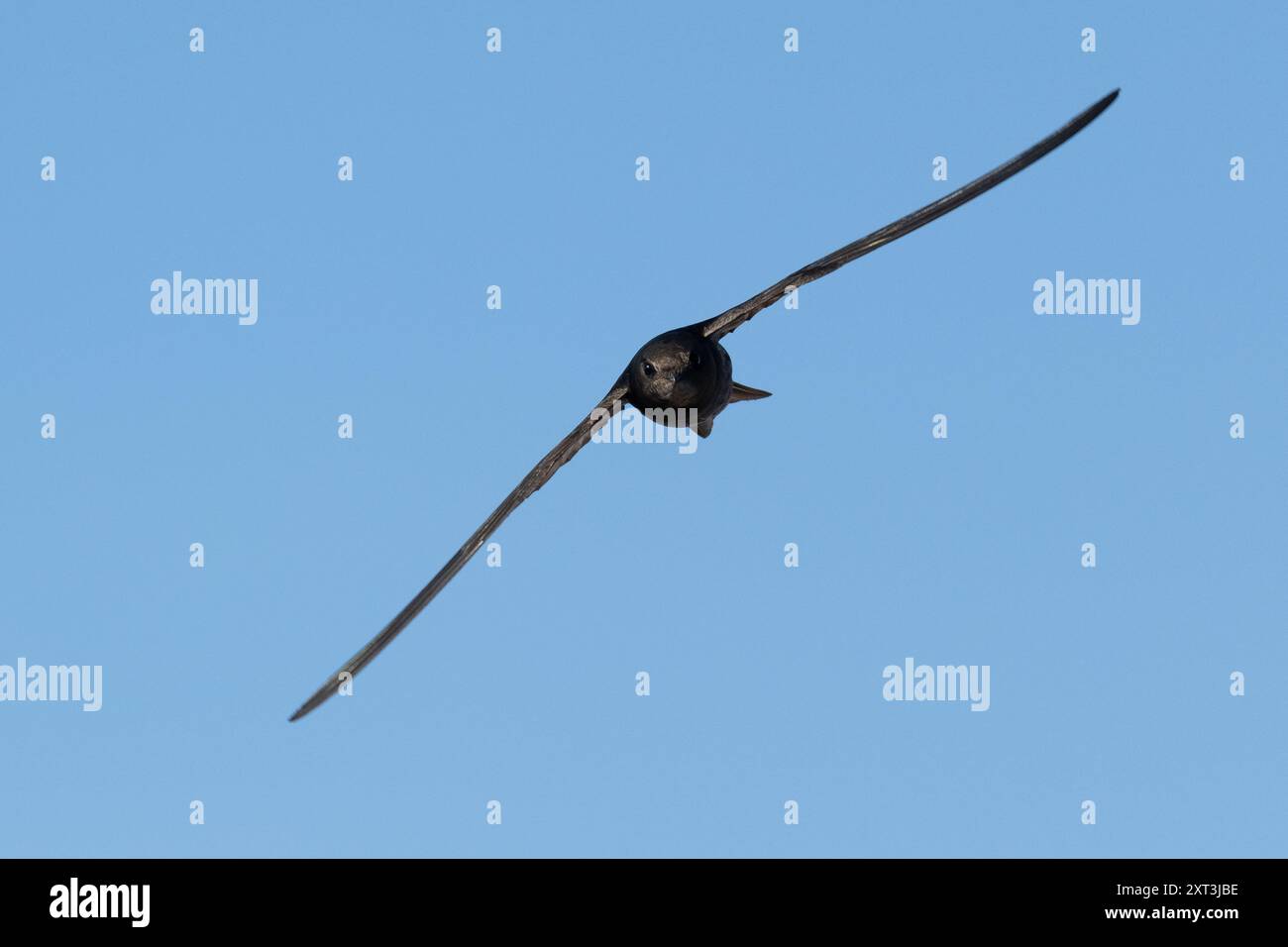 A swift flies majestically against a clear blue sky, showcasing its ...