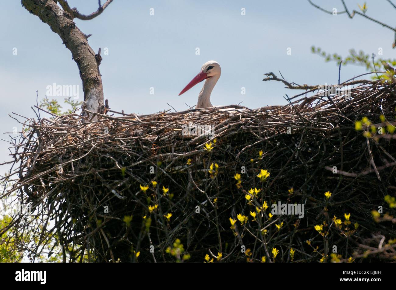 A white stork peers out from its expansive nest built on a tree branch ...