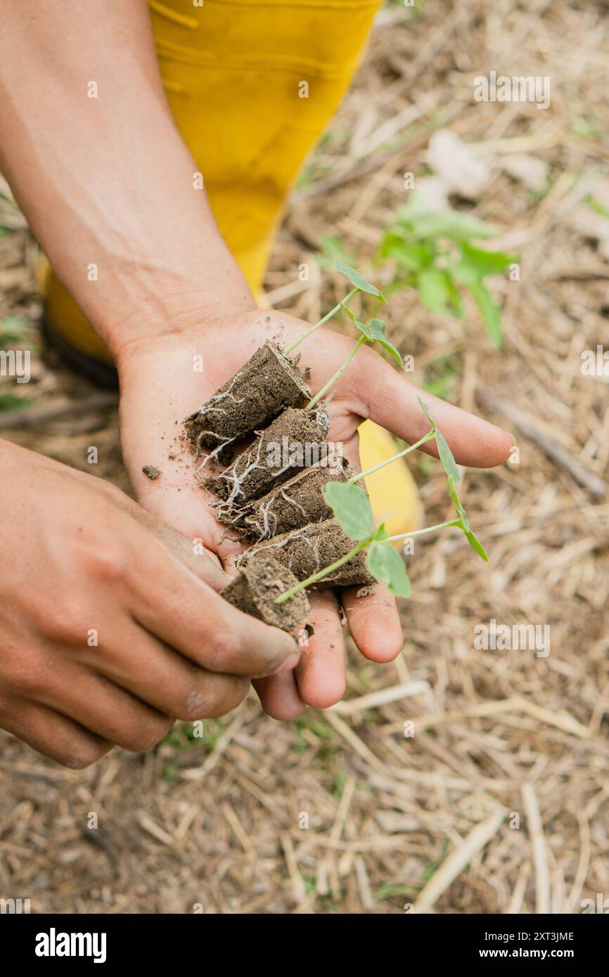 The image showcases a gardener's hands holding young hibiscus shoots ...