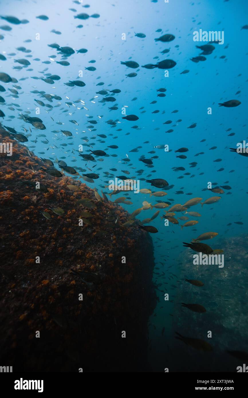 A vivid underwater photograph capturing an energetic shoal of fish ...