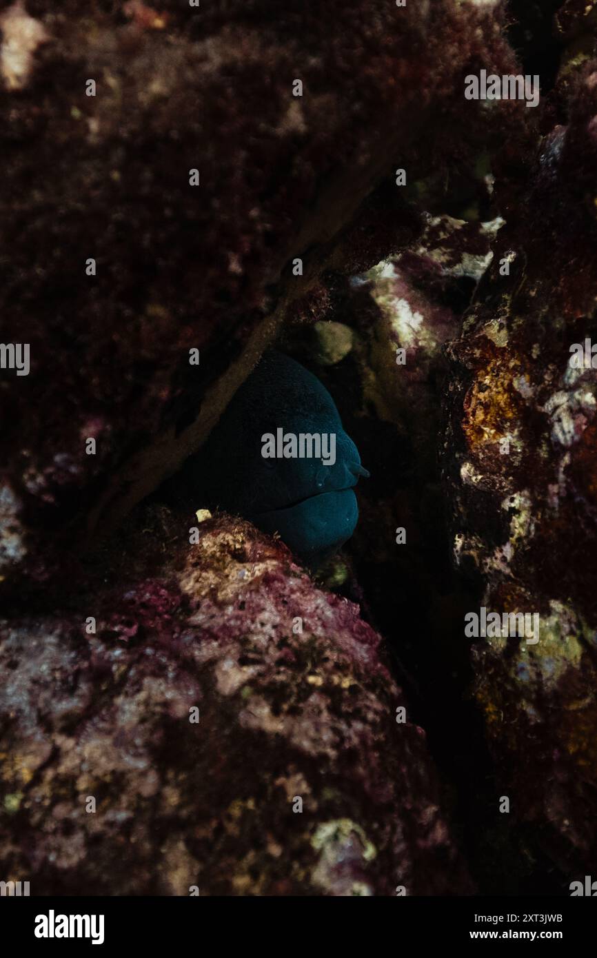 A Muraena helena, moray eel camouflaged among textured rocks in its ...