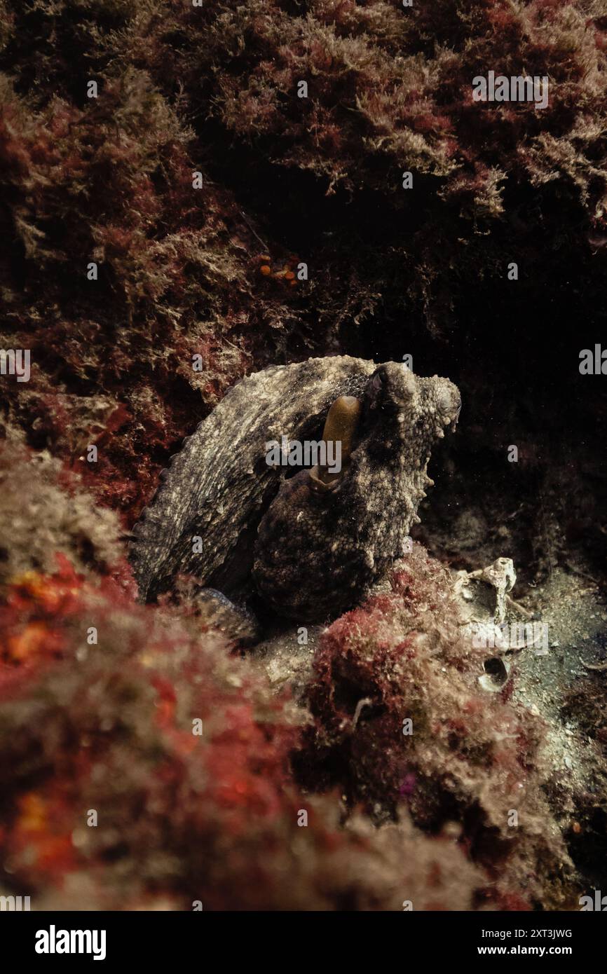 A common octopus, Octopus vulgaris, expertly blends into its ...