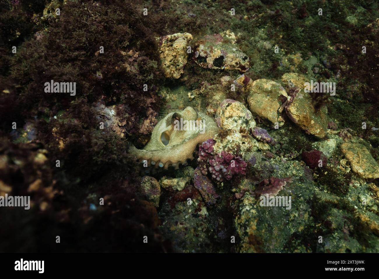 A common octopus or Octopus vulgaris expertly blends into its ...