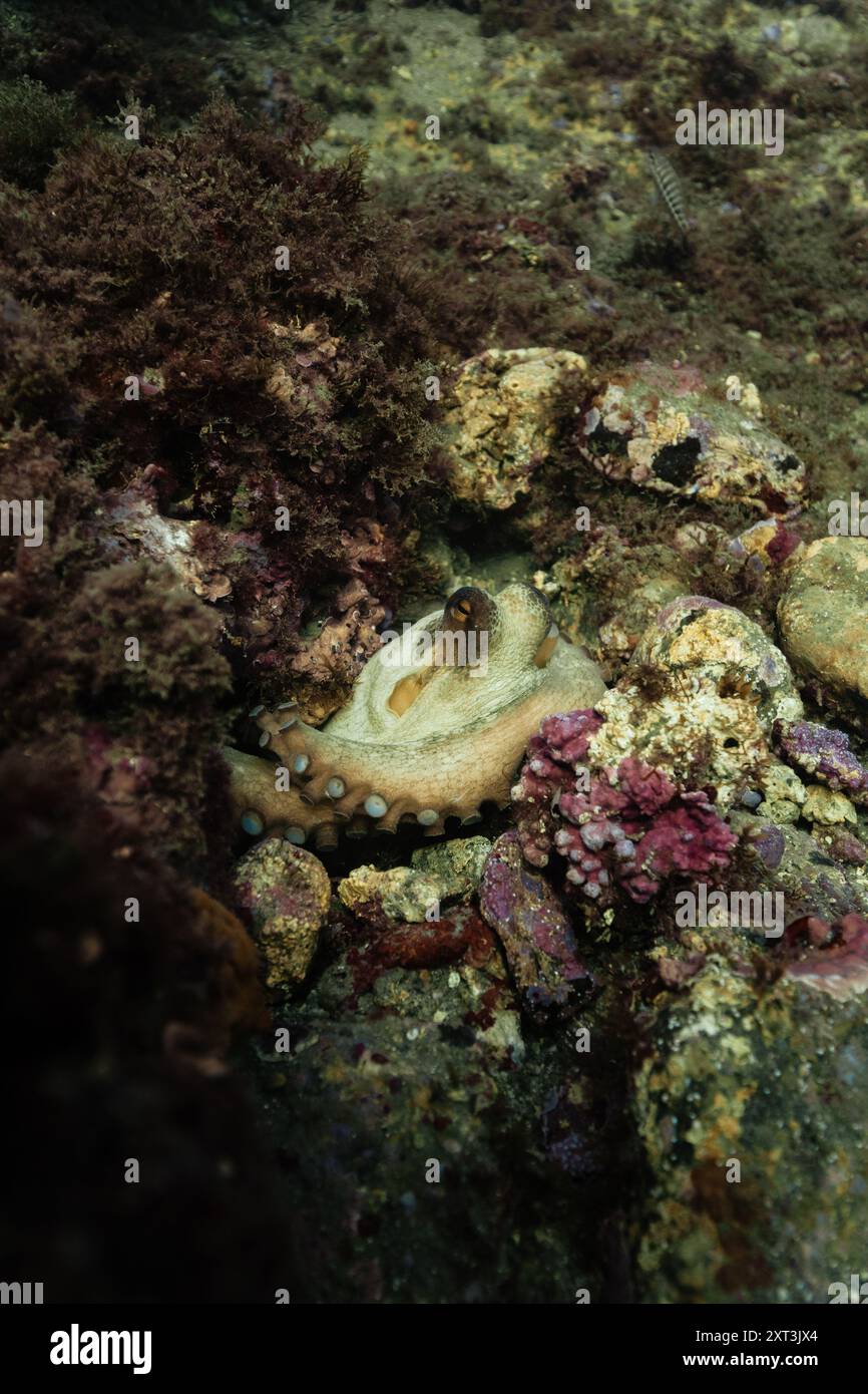 A close-up image of an Octopus vulgaris, commonly known as the common ...