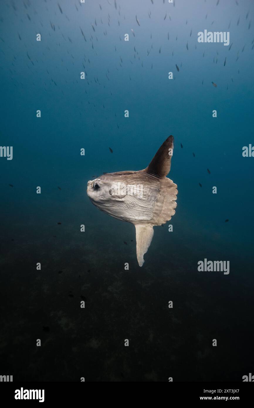 A Mola mola, commonly known as a sunfish, gracefully swims in the clear ...