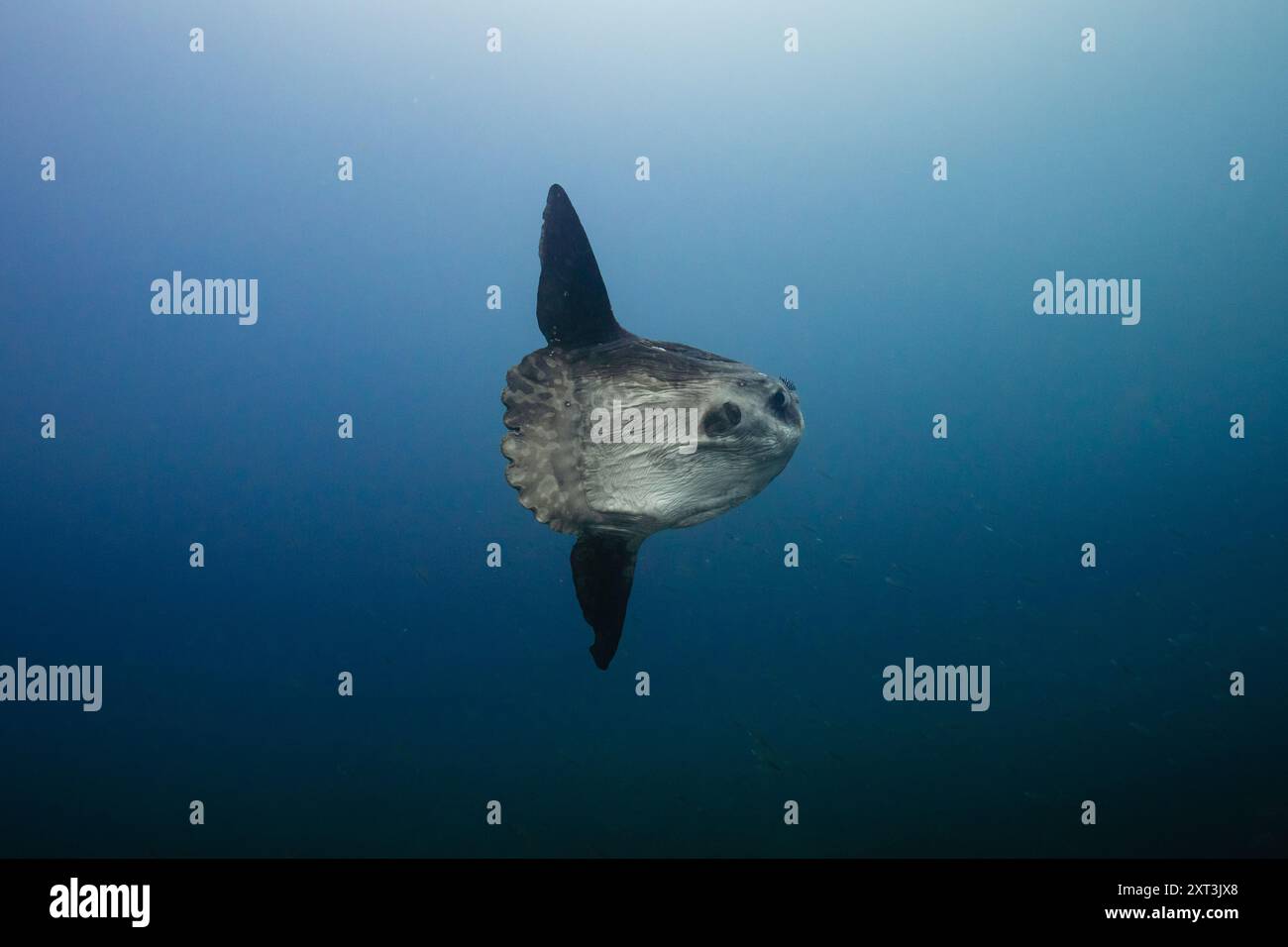 A serene shot of the Mola mola, sunfish, gliding through the blue ocean ...