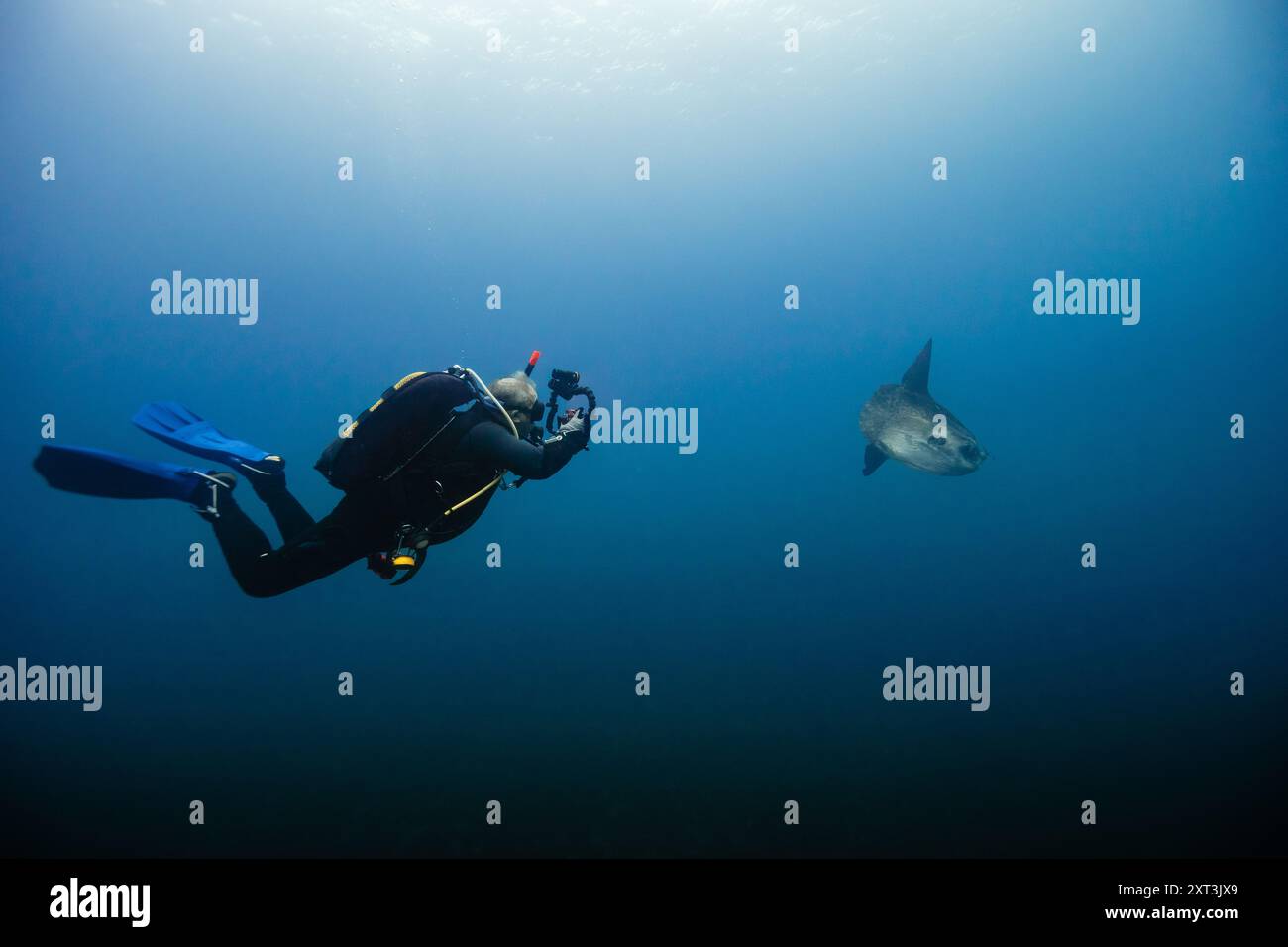 Underwater image of a male diver, looking at the camera, equipped with ...