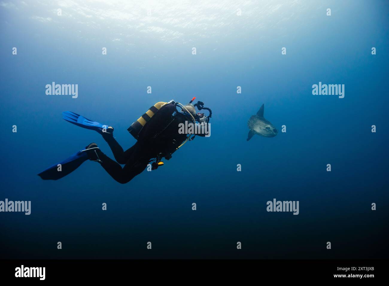 A scuba diver floats effortlessly in the deep blue sea alongside a ...