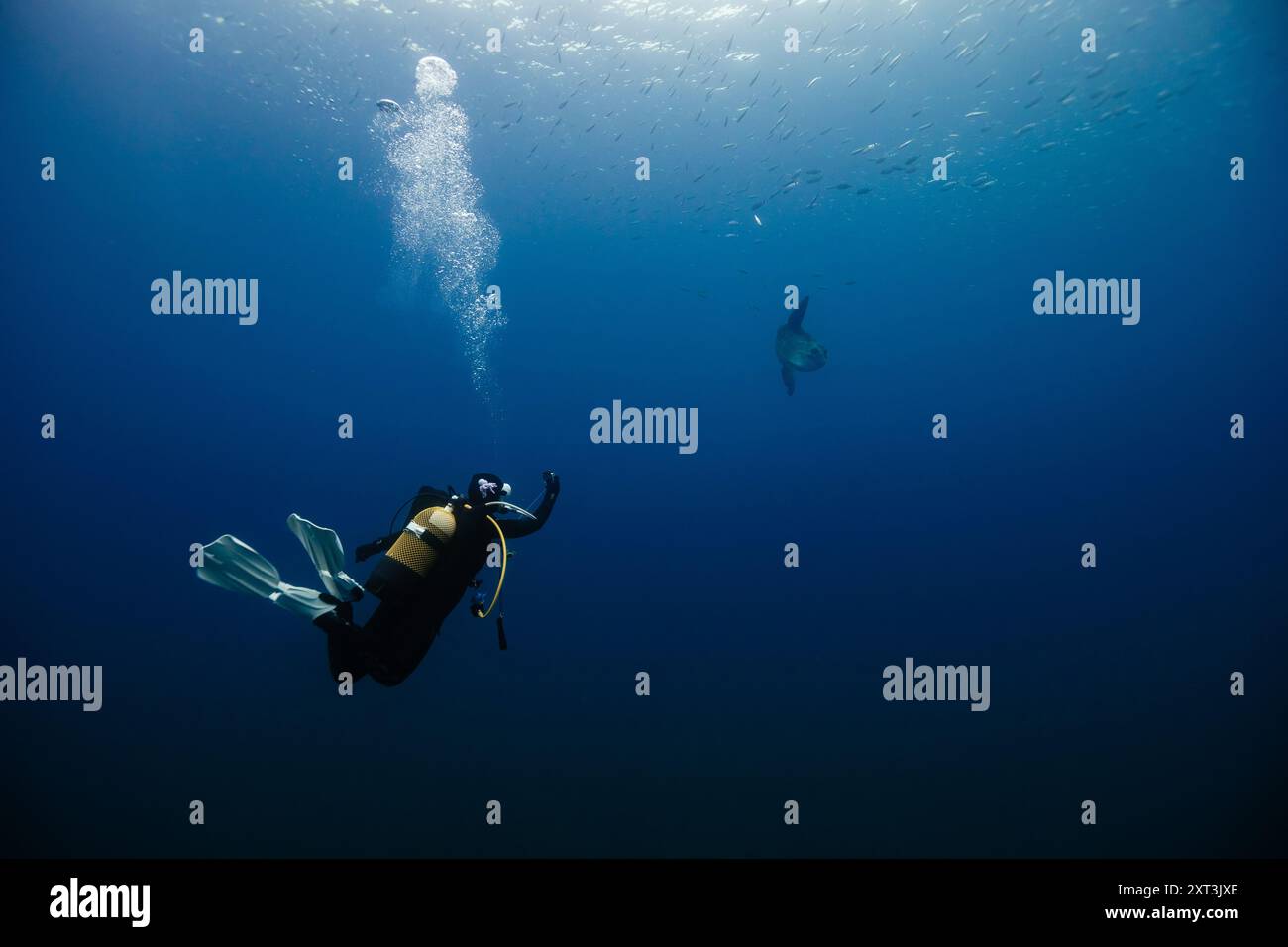 An unrecognizable male scuba diver, wearing full scuba gear, explores ...
