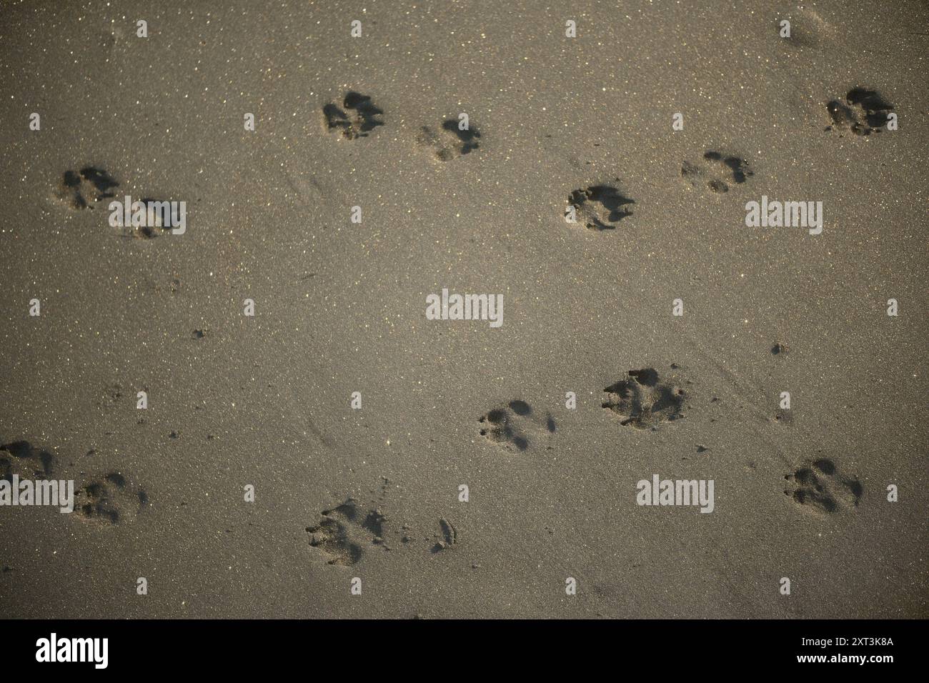 the footprints of a dog paws walking on black sand at a tropical beach ...