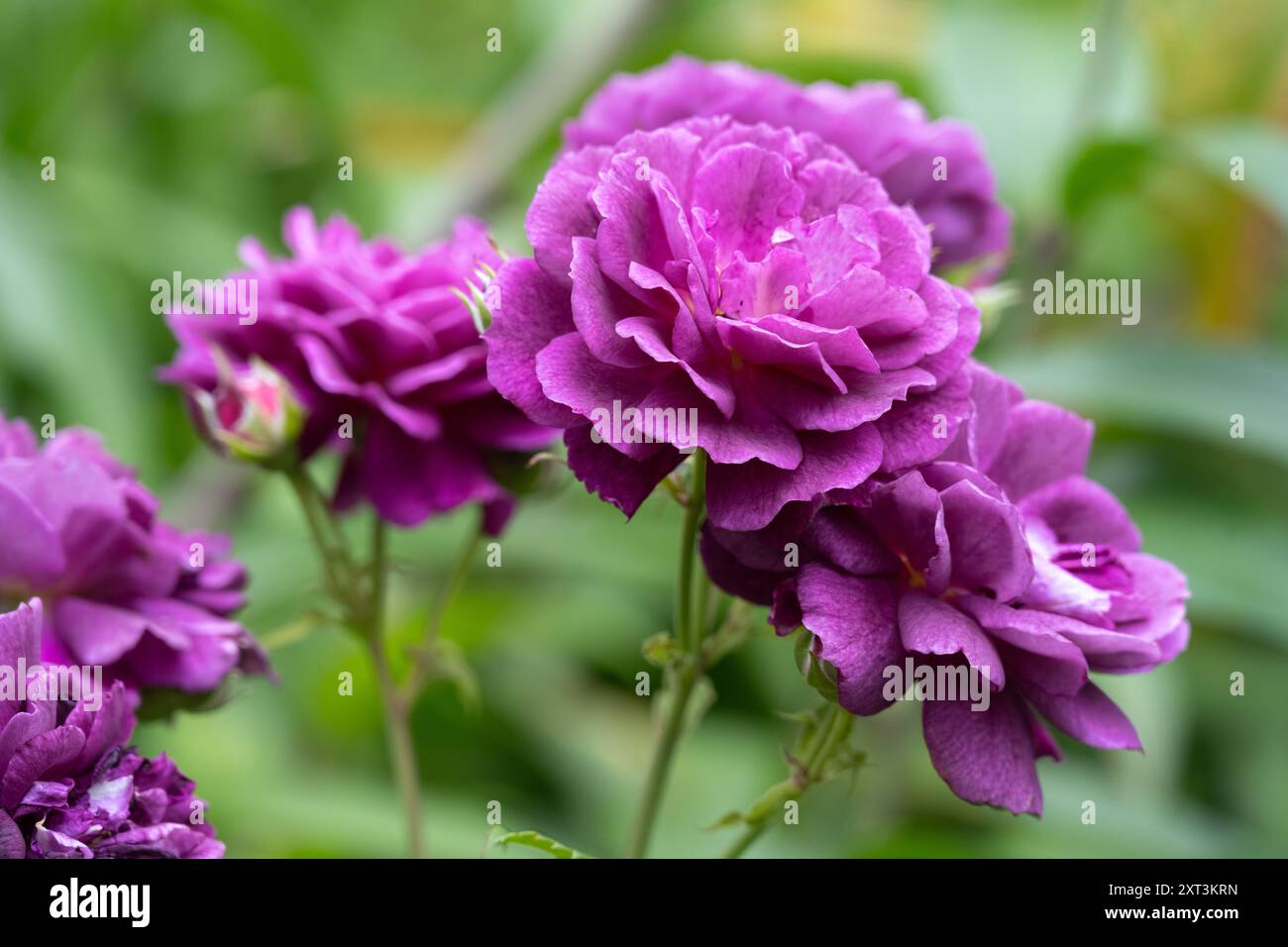 Red-violet roses at the Atlanta Botanical Garden in Midtown Atlanta ...