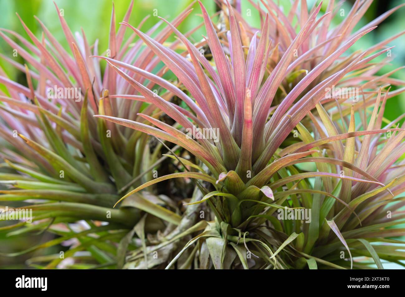 Colorful airplants at the Atlanta Botanical Garden in Midtown Atlanta ... Colorful airplants at the Atlanta Botanical Garden in Midtown Atlanta ...