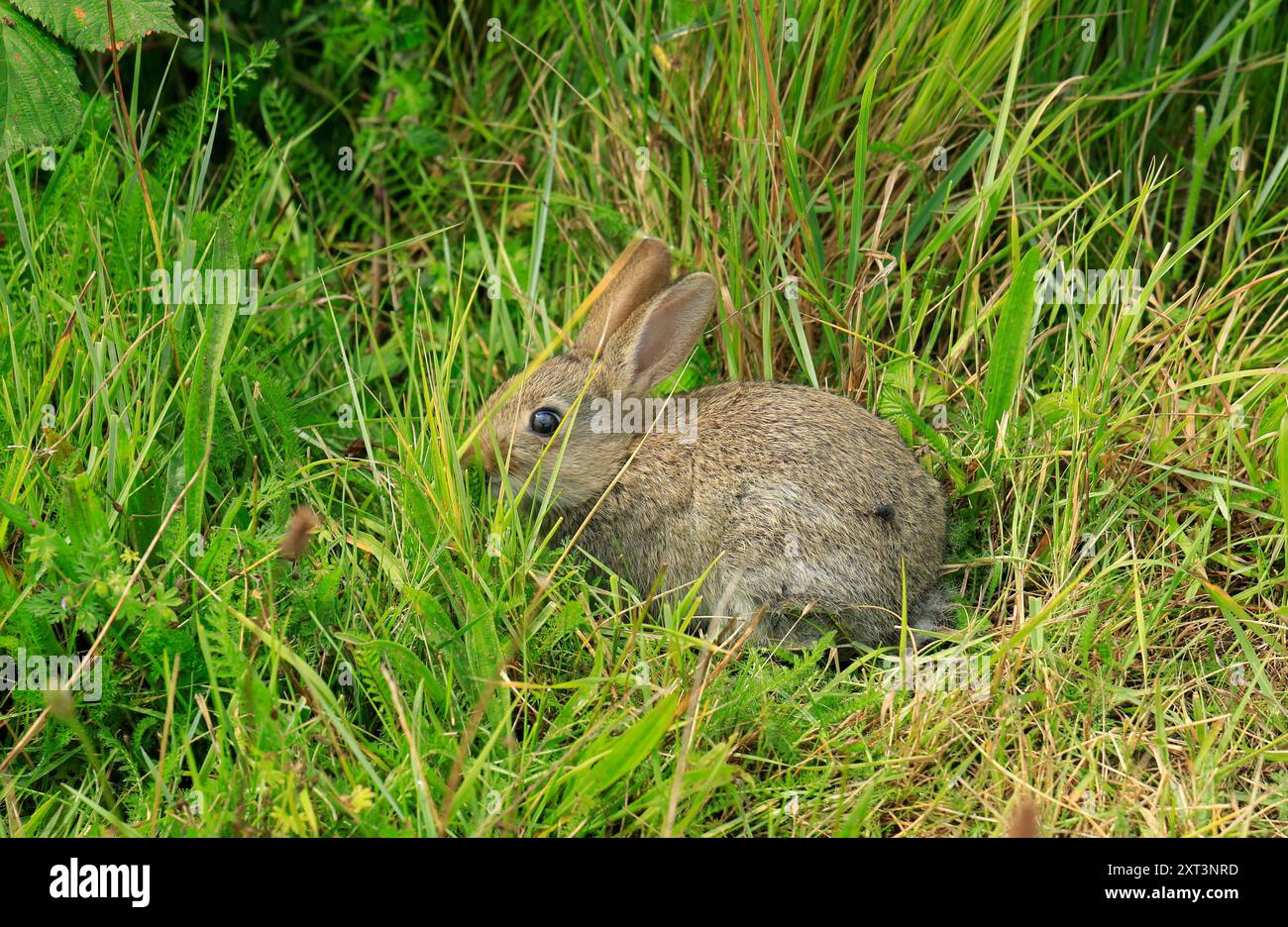 Young Rabbit, Oryctolagus cuniculus, Cardiff Bay, South Wales Stock ...