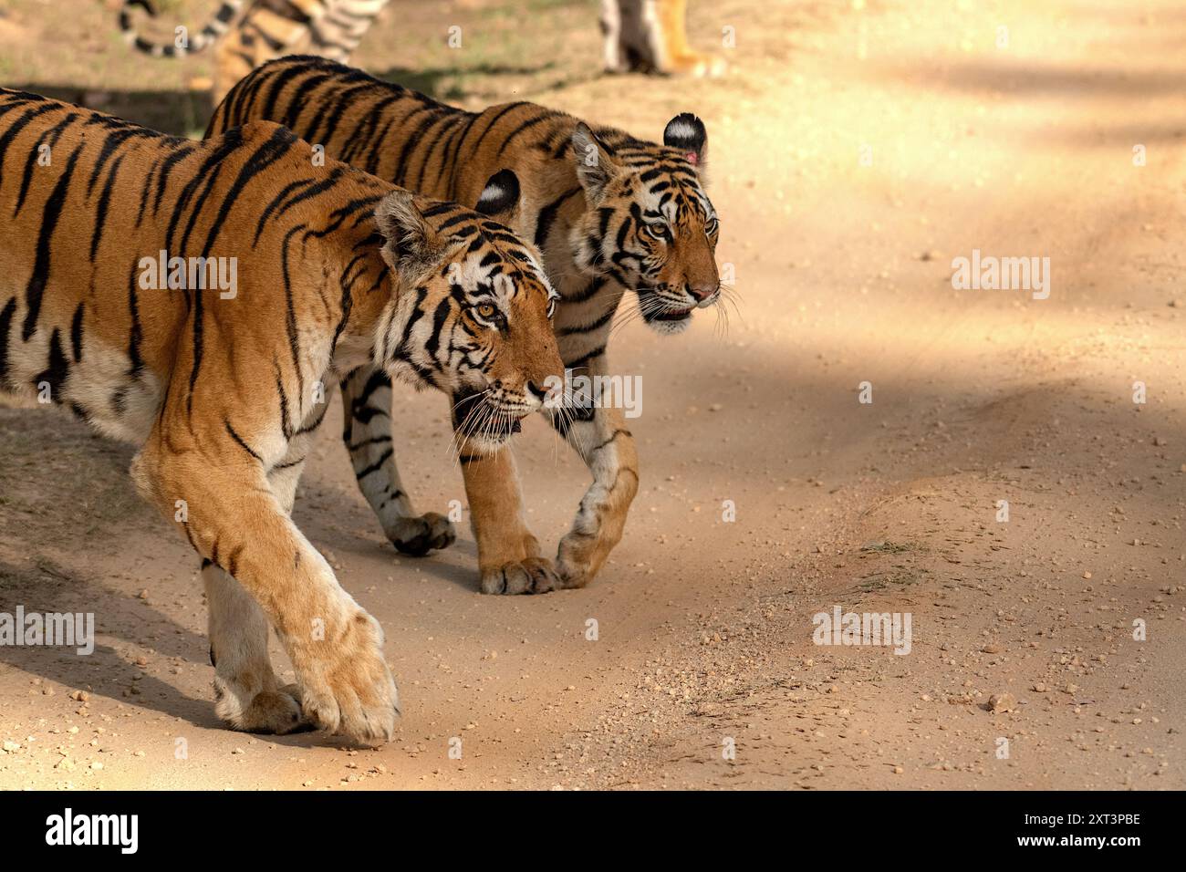 Two tigers are entering a jungle road from the left side of the deep ...