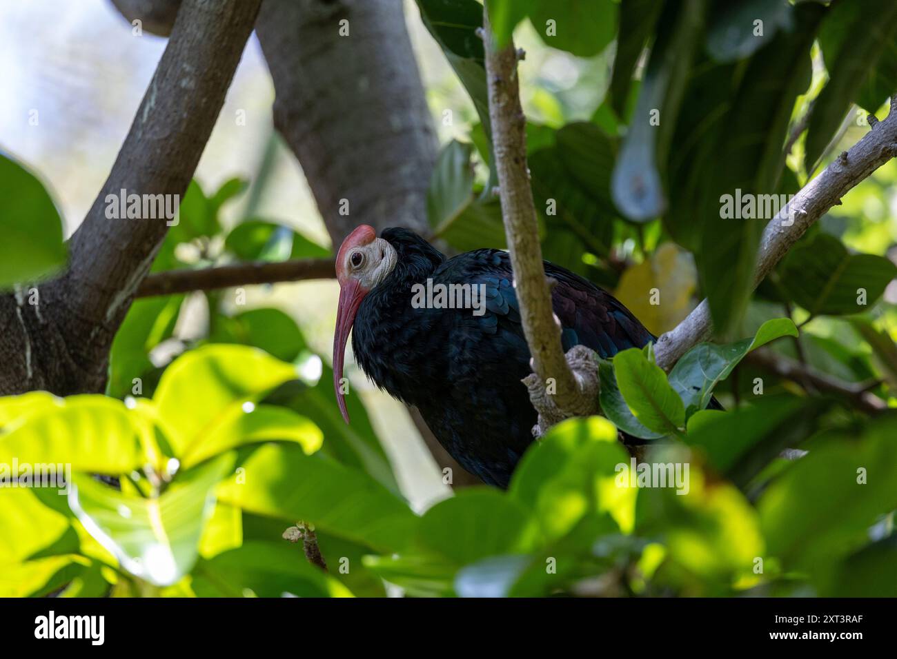 Southern bald ibis perched in a tree Stock Photo - Alamy