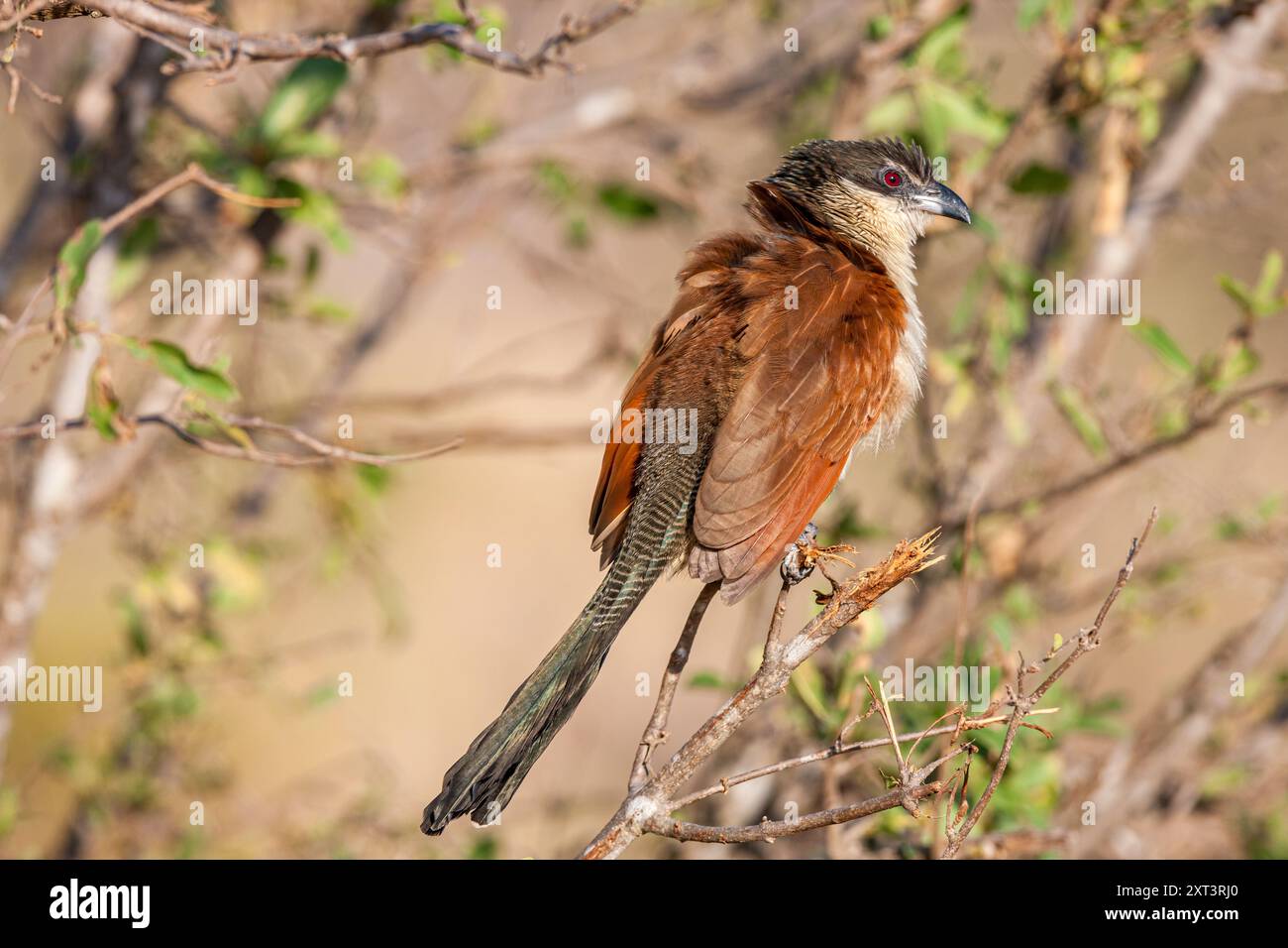 South Africa, Kruger National Park, Burchell's Coucal (Centropus ...