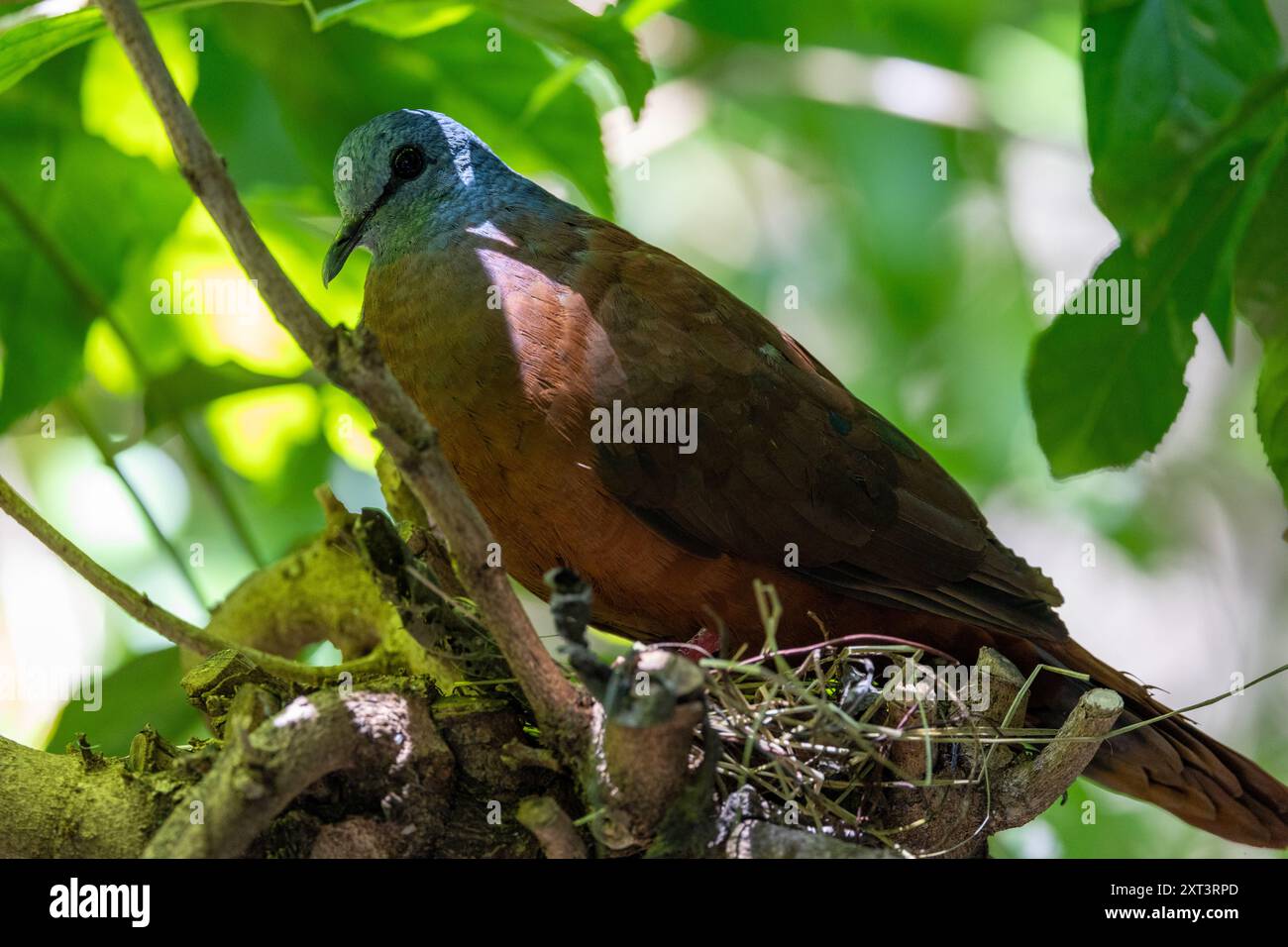 Blue headed wood dove hi-res stock photography and images - Alamy