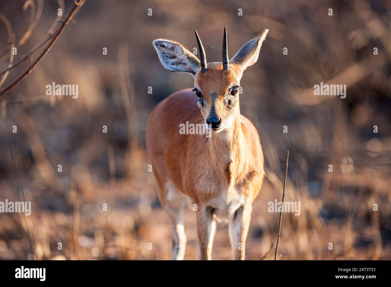 Common duiker kruger national park hi-res stock photography and images ...