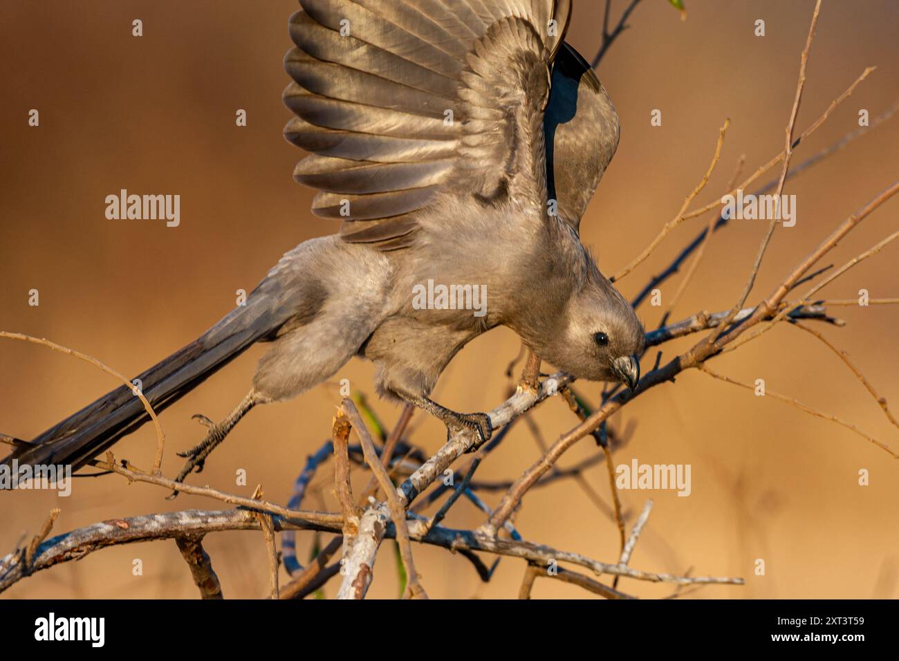 South Africa, Kruger National Park, Grey Go-away-bird (Corythaixoides ...
