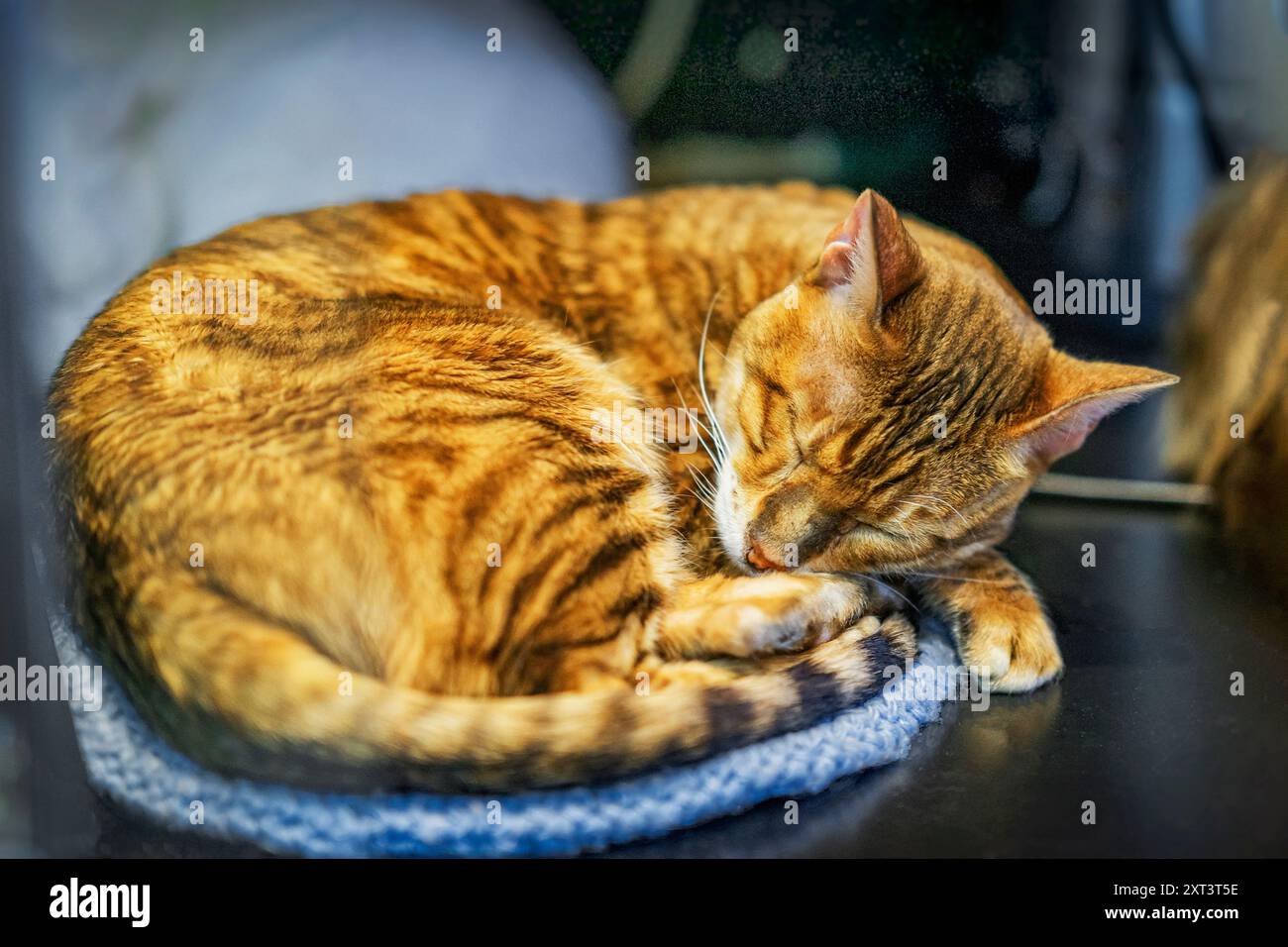 Curled sleeping kitty hi-res stock photography and images - Alamy