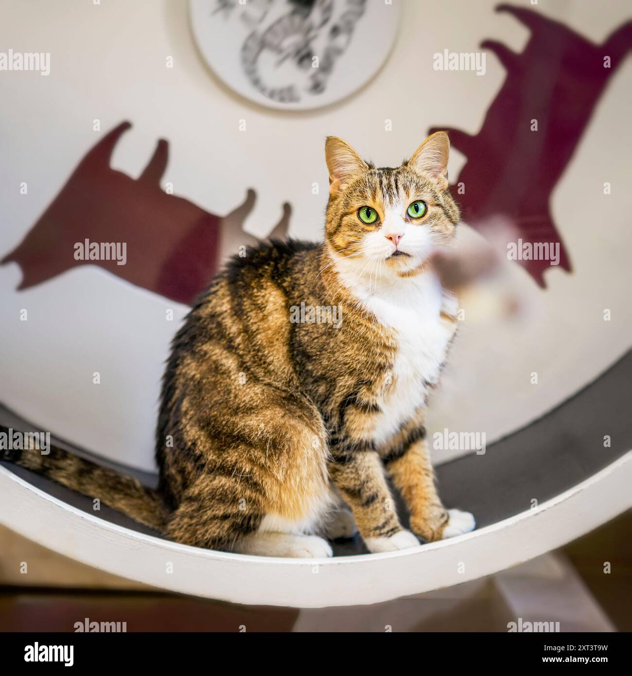 Curious tabby cat sits inside a circular play structure Stock Photo - Alamy