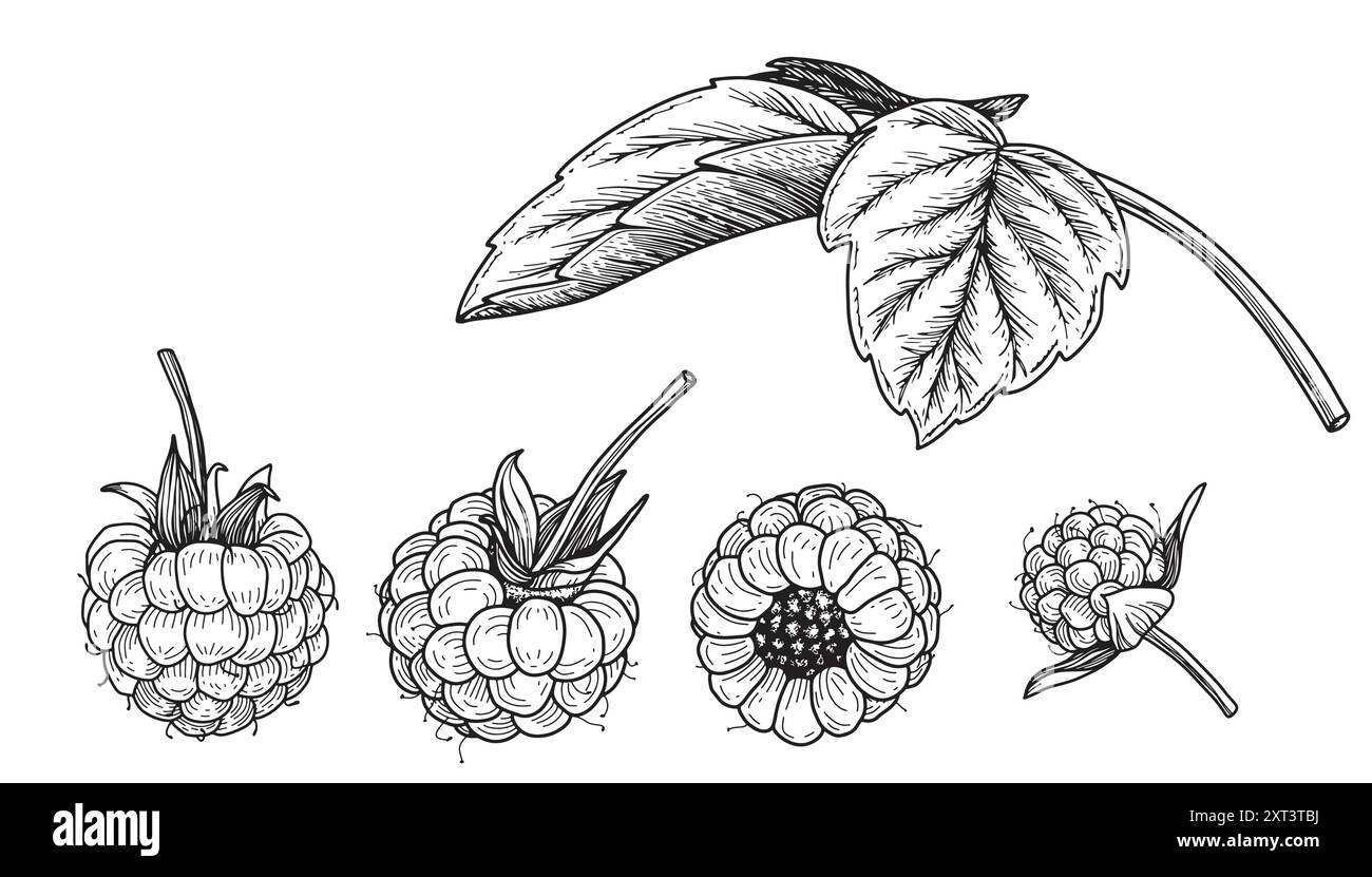 Vector Raspberry or blackberry outline. Hand drawn sketch berries and ...