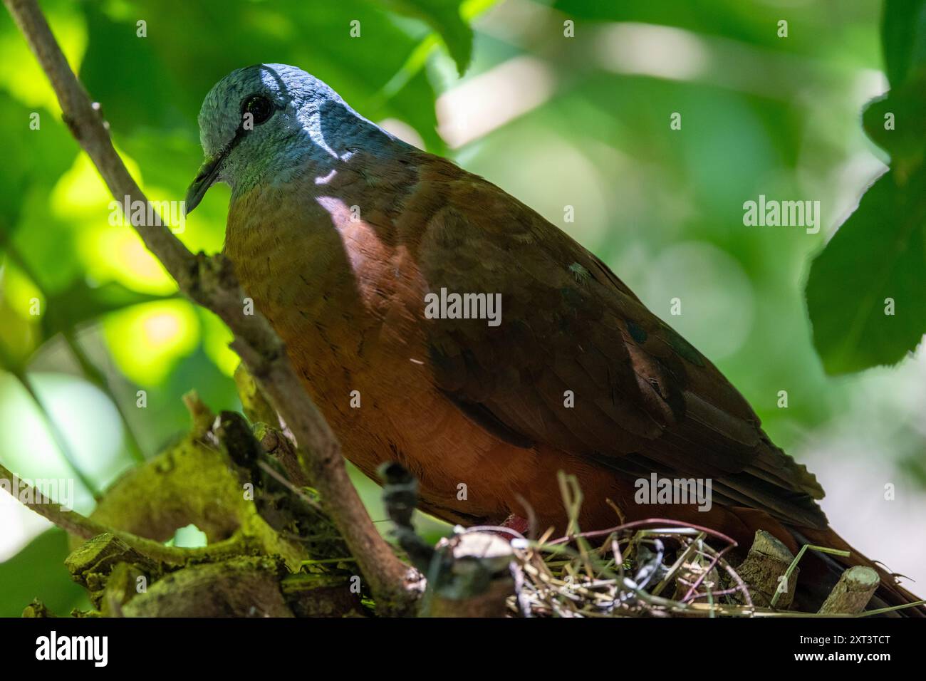 Gray headed dove hi-res stock photography and images - Alamy