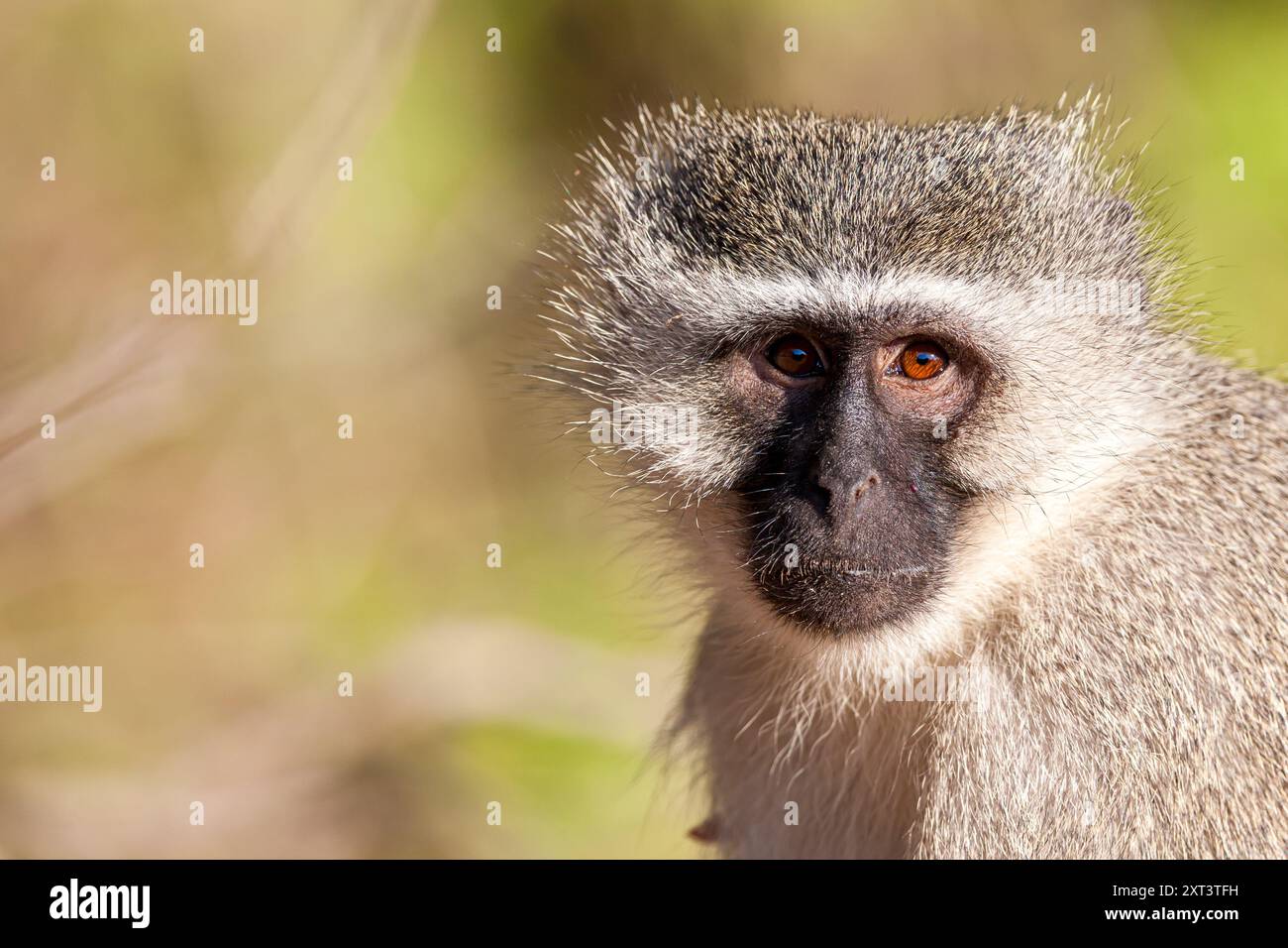 South Africa, Kruger National Park, Vervet Monkey (Chlorocebus ...