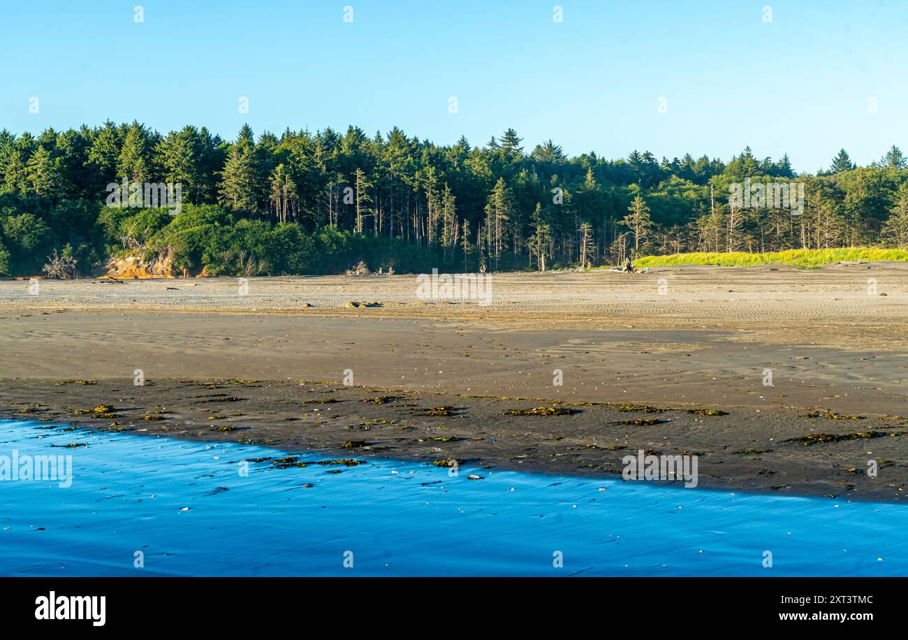 A landscape view of the treeline in Moclips, Washington Stock Photo - Alamy