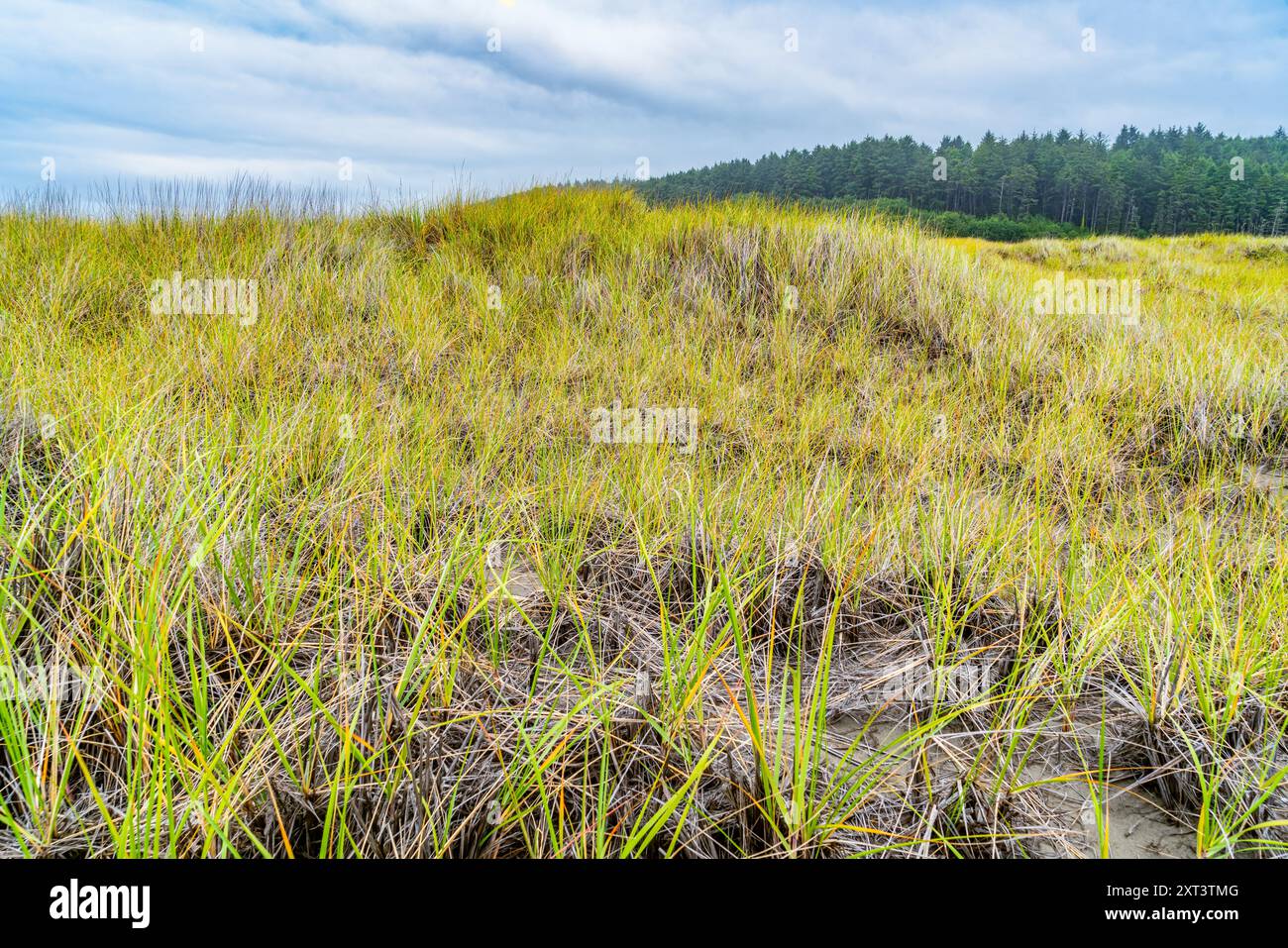A scene with grass growing near the beach at Moclips, Washington Stock ...