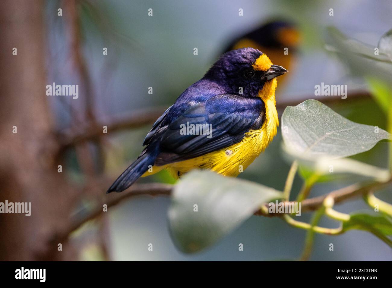 Violaceous euphonia male violacea hi-res stock photography and images ...