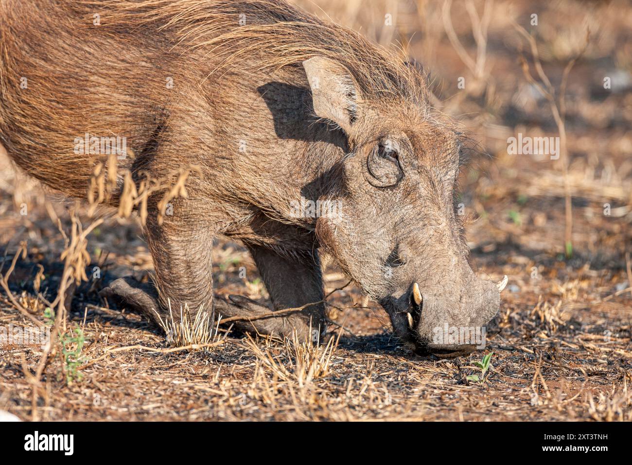 South Africa, Kruger National Park, Warthog (Phacochoerus africanus ...