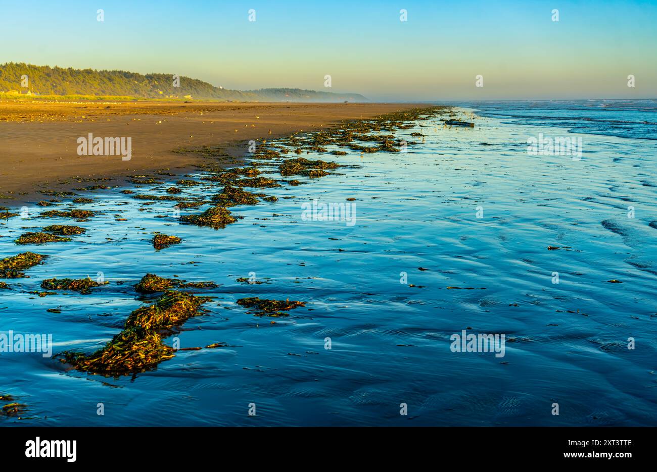 Seaweed lines the shore in Moclips, Washington Stock Photo - Alamy