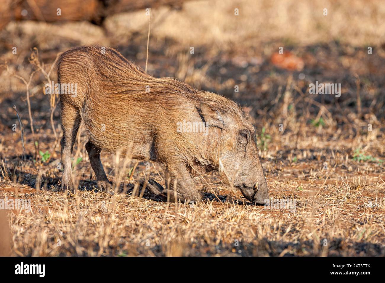 South Africa, Kruger National Park, Warthog (Phacochoerus africanus ...
