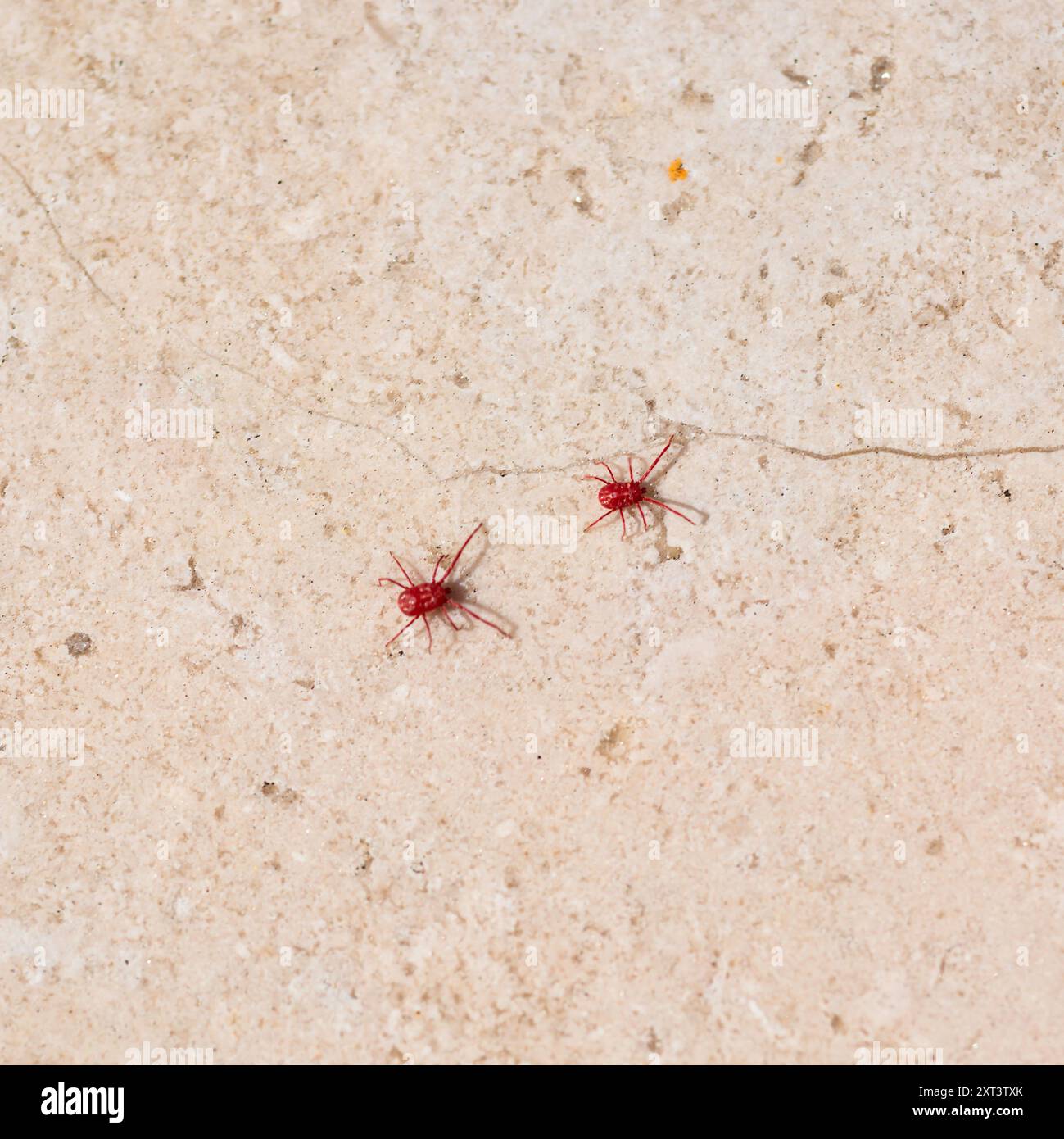 Red spider-mite with long legs. It wakes up in the spring when the sun ...