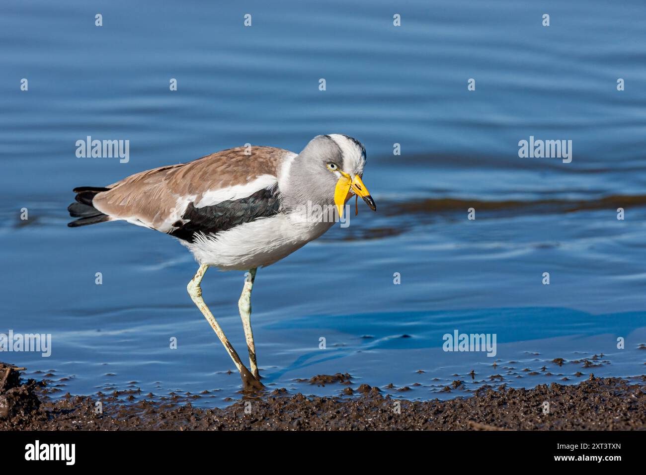 South Africa, Kruger National Park, White-crowned / White-headed ...