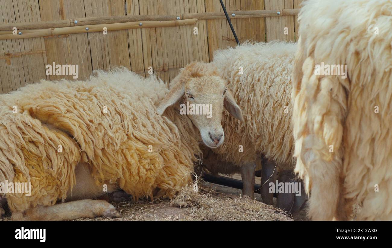 Group of woolly sheep resting in rustic pen, close-up view of their ...