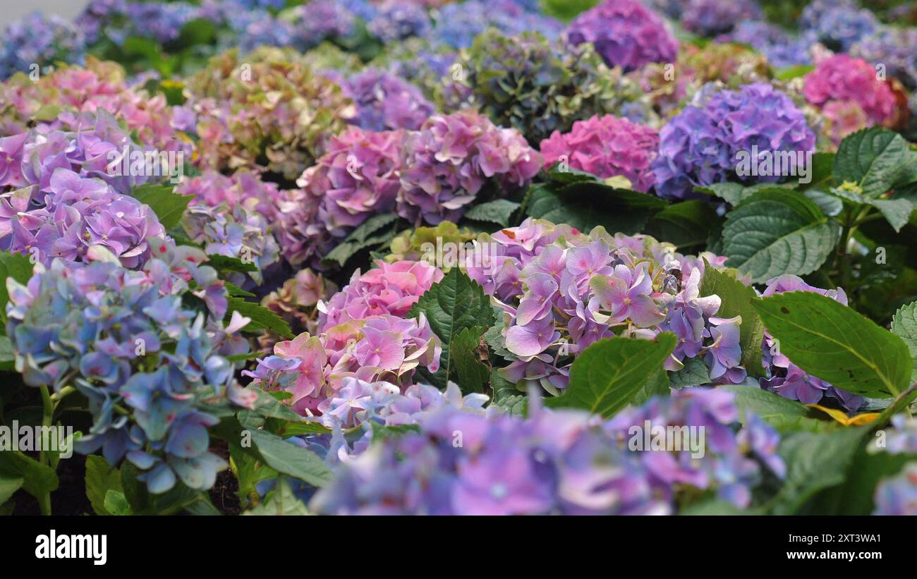 Assorted vibrant hydrangea flowers in full bloom at garden, showcasing ...