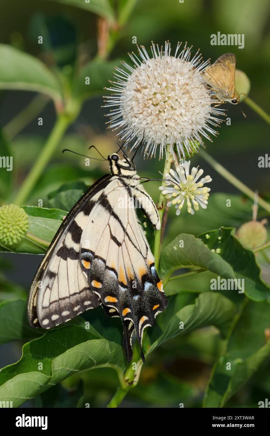 Eastern Tiger Swallowtail, Pterourus glaucus, and Sachem, Atalopedes ...