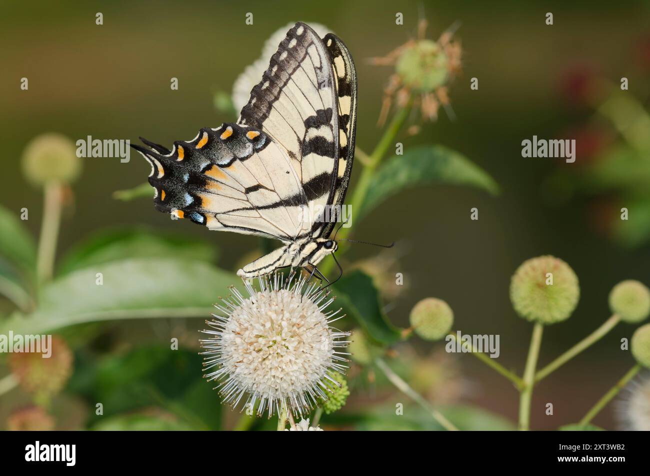 Eastern Tiger Swallowtail, Pterourus glaucus, nectaring from Buttonbush ...
