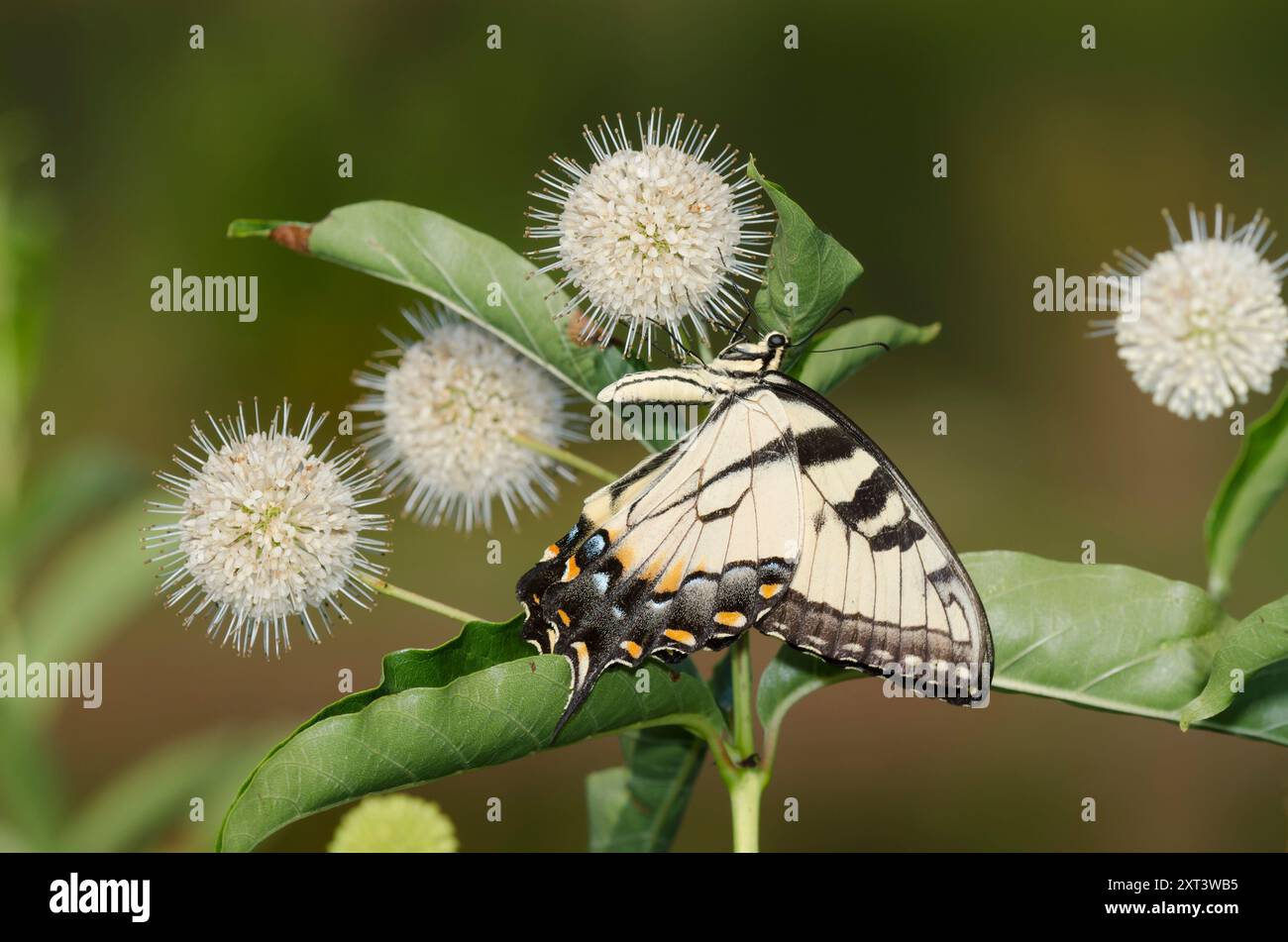 Eastern Tiger Swallowtail, Pterourus glaucus, nectaring from Buttonbush ...