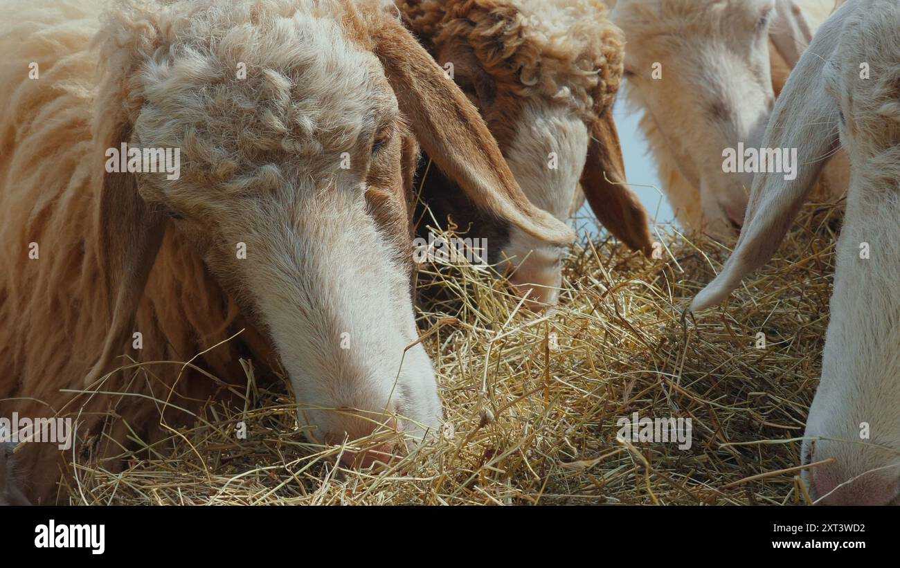 Close-up of several sheep with fluffy wool eating hay, showcasing Stock ...