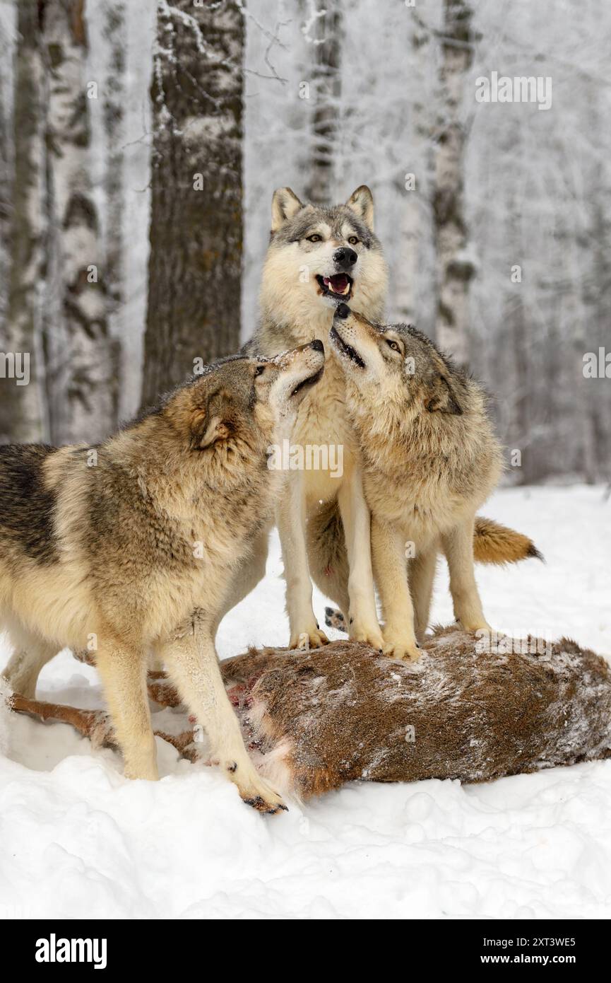 Grey Wolves (Canis lupus) Nose Under Chin of Wolf Standing on Deer Body ...