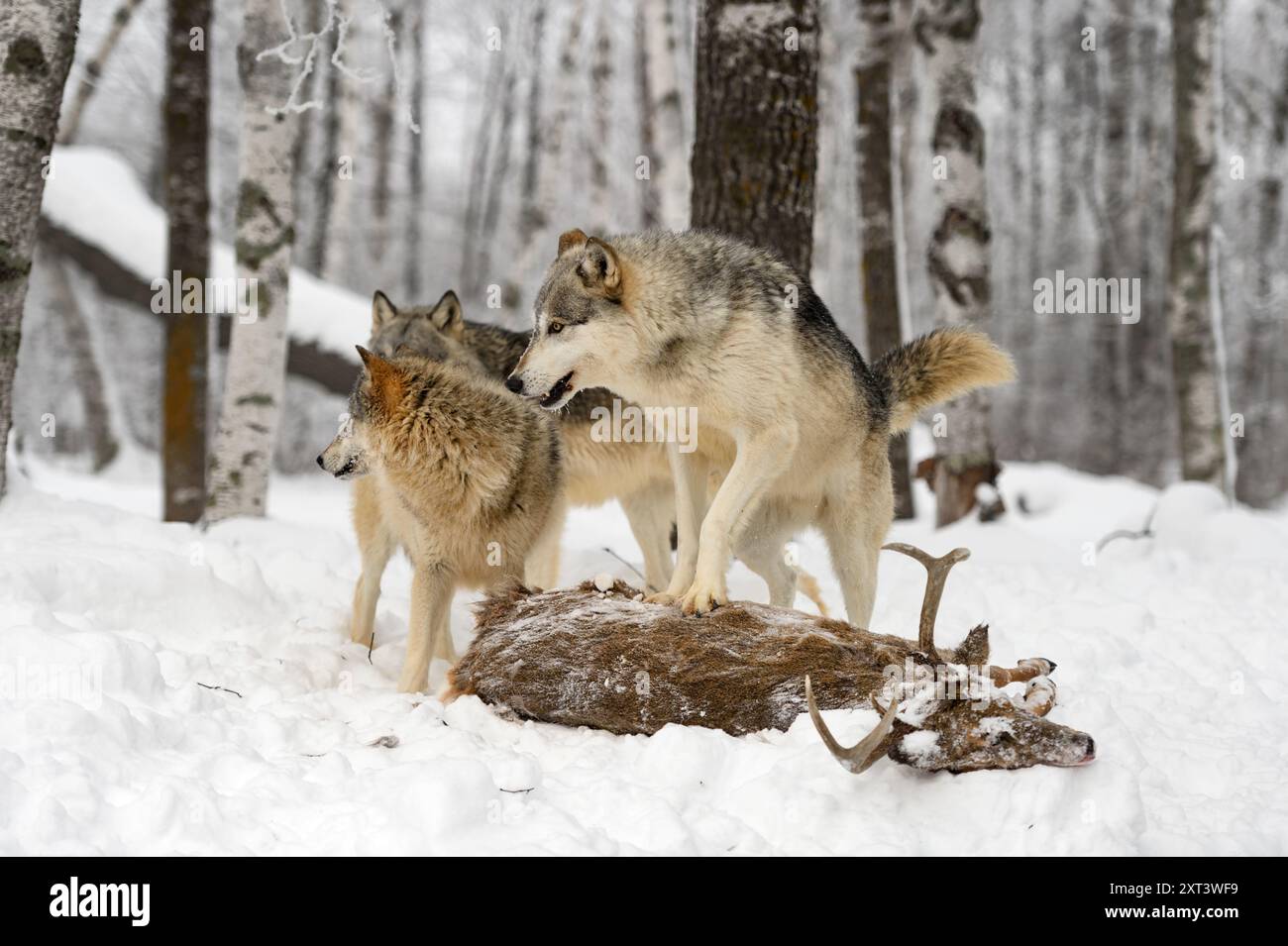 Grey Wolf (Canis lupus) Stands Atop Body of White-Tail Buck Pack Behind ...