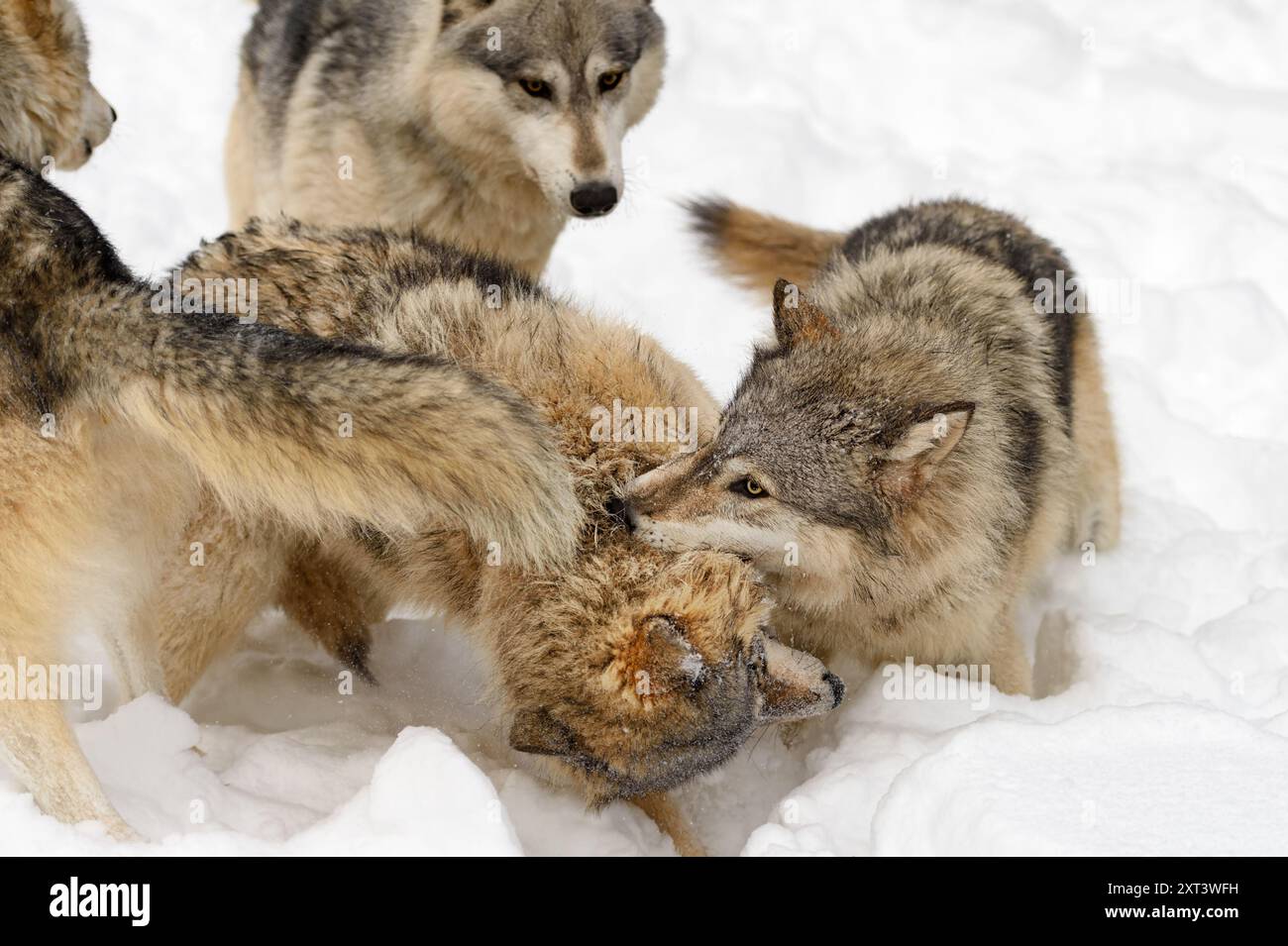 Grey Wolf (Canis lupus) Grabs Neck of Packmate While Other Wolves Watch ...
